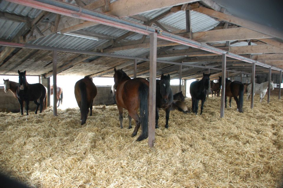 loopstal of groepsstal | Dream horse barns, Horse paddock, Horse barns